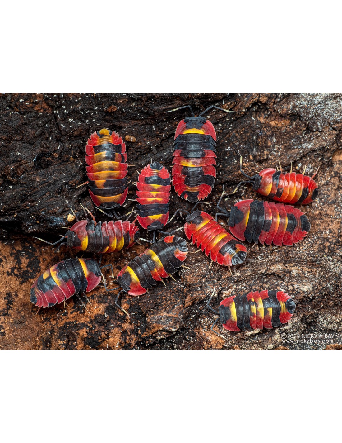 merulanella sp blister tricolor