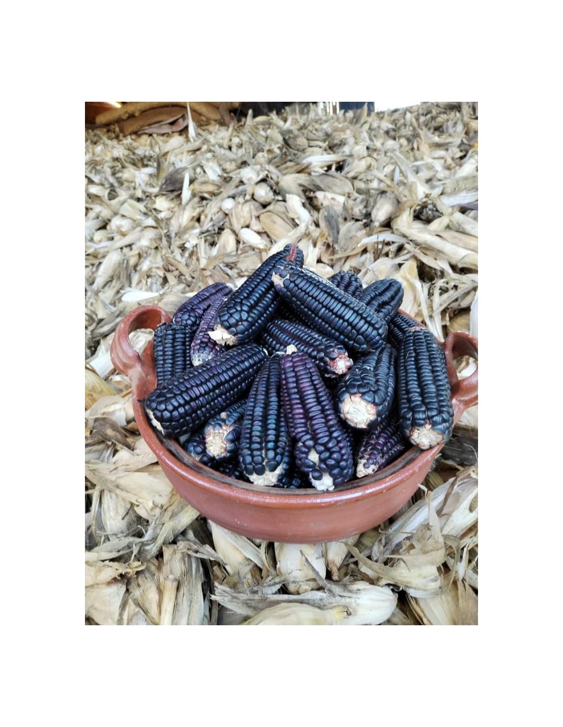 30 Corn Bolita Oaxaca ''black'' Criollo and rare - Corn Watanabe of ...