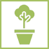 1 Copite plant - tree (Cordia dodecandra) - Internet Nursery